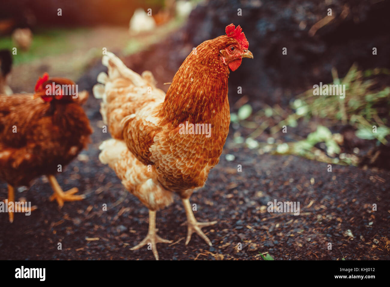 Free range living chickens Stock Photo - Alamy