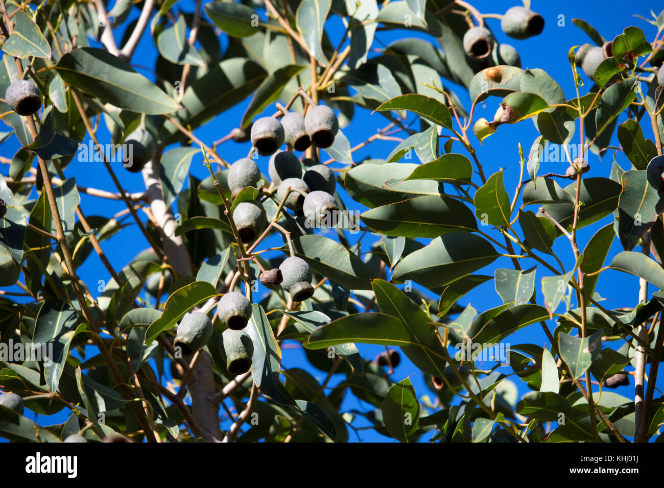 Large green gum nuts of Australian Eucalyptus species gum tree in late ...