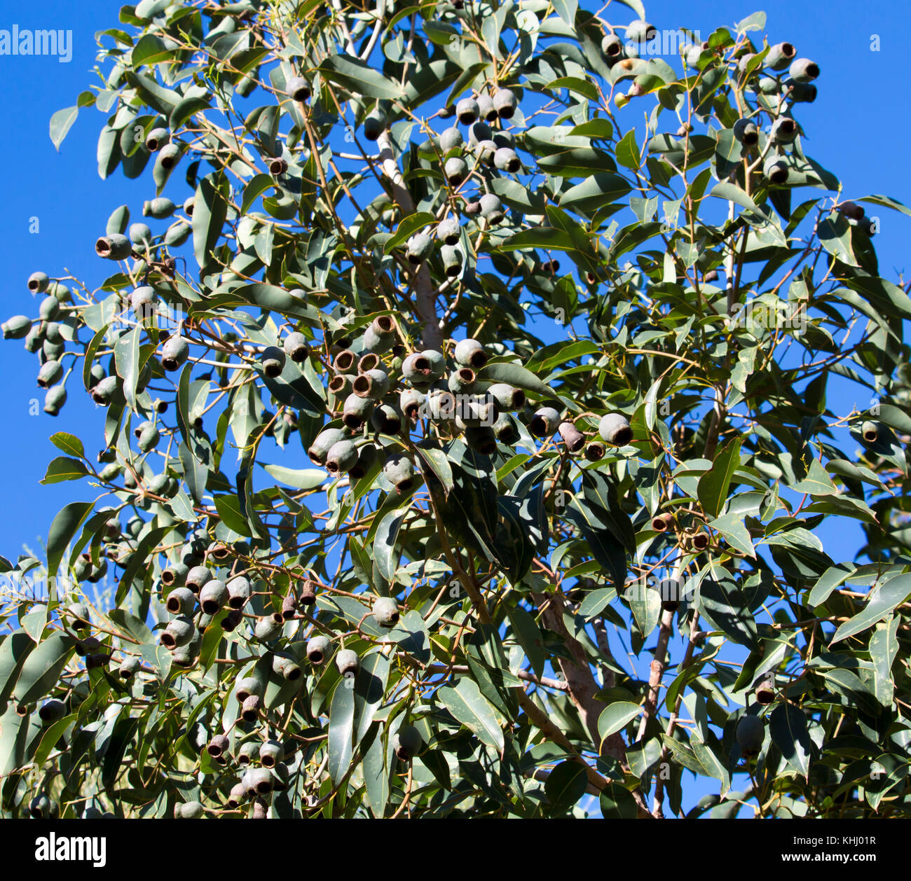 Large green gum nuts of Australian Eucalyptus species gum tree in late ...