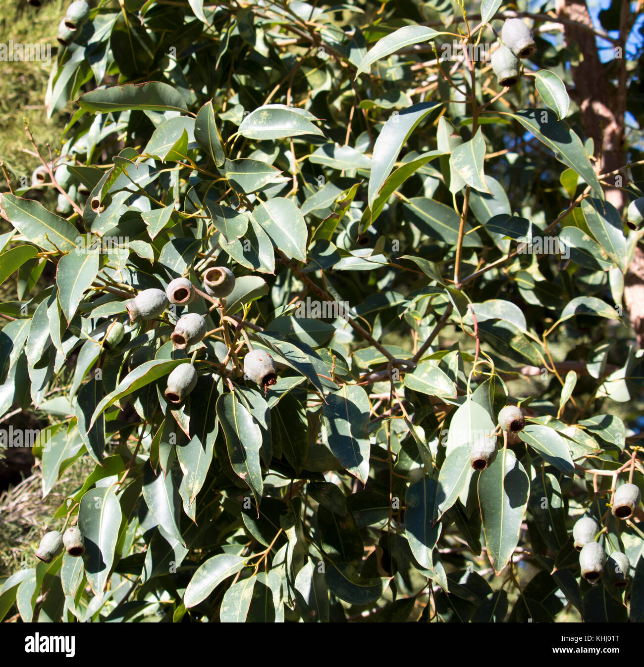 Large gum nuts hi-res stock photography and images - Alamy
