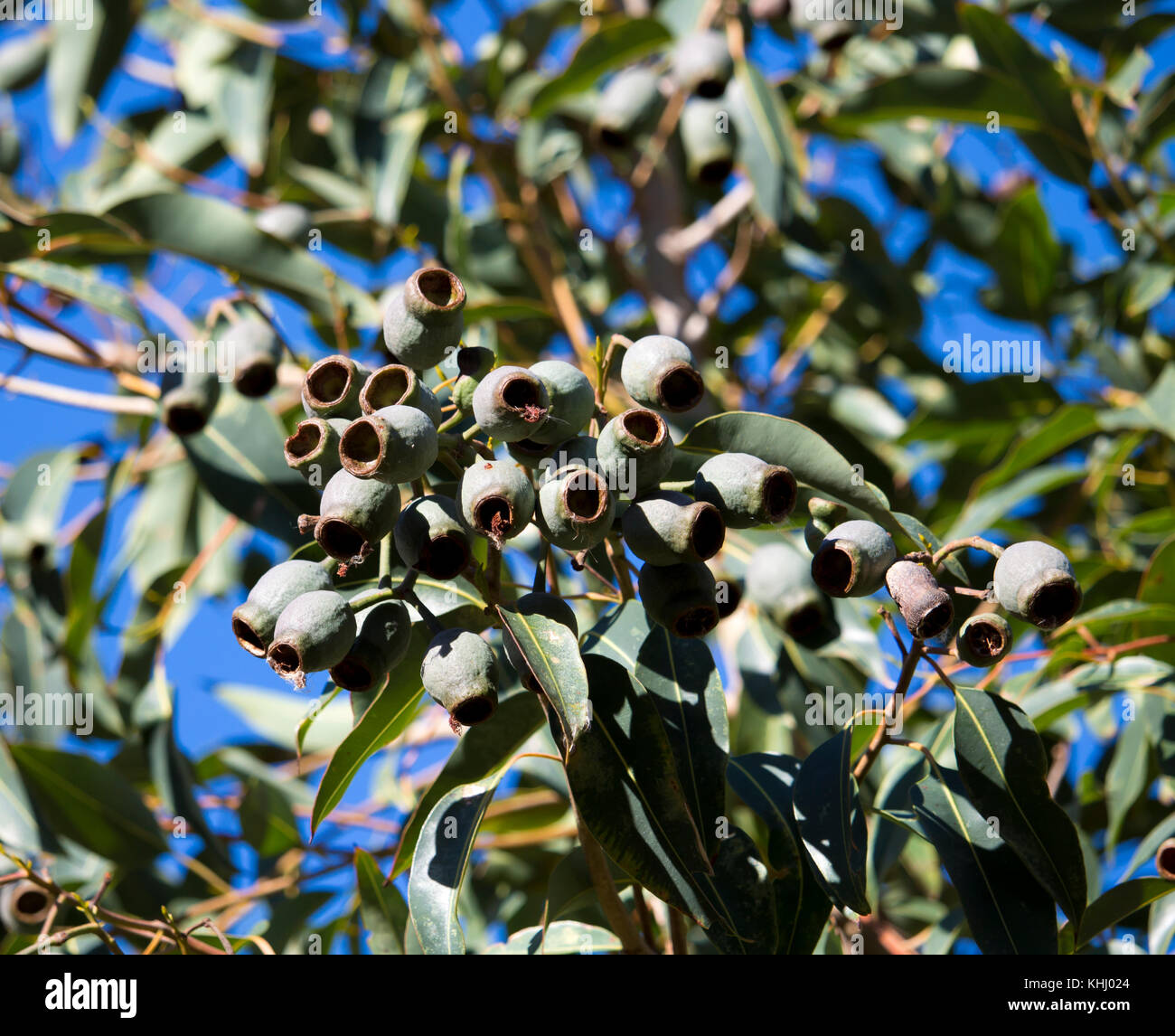 Large green gum nuts of Australian Eucalyptus species gum tree in late ...