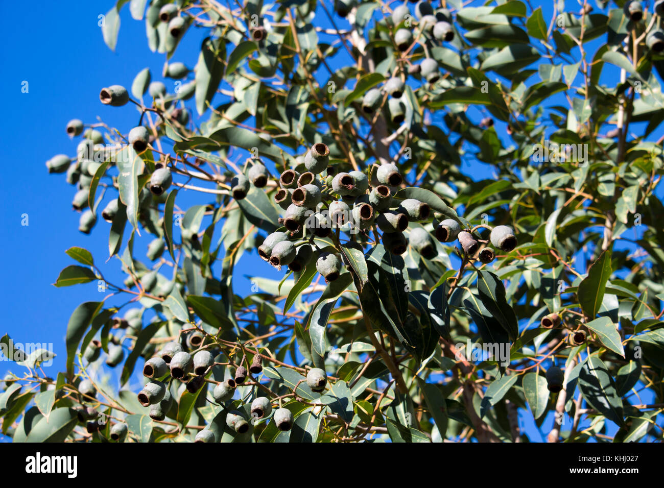Large gum nuts hi-res stock photography and images - Alamy