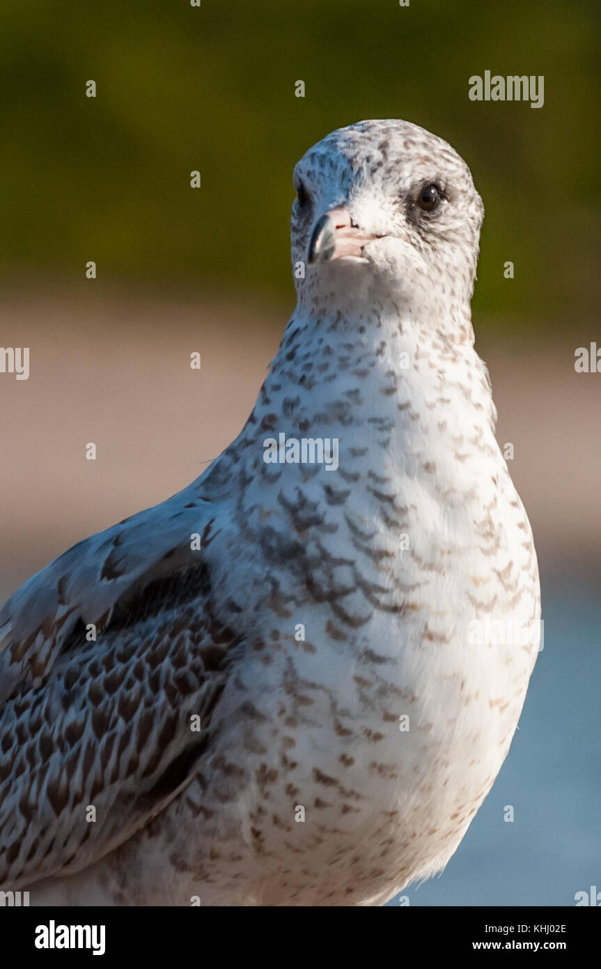 The close up portrait of seagull bird Stock Photo - Alamy