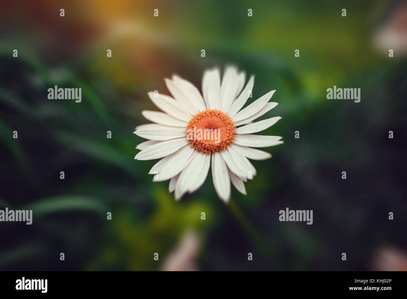 Daisy flowers in retro colors Stock Photo - Alamy