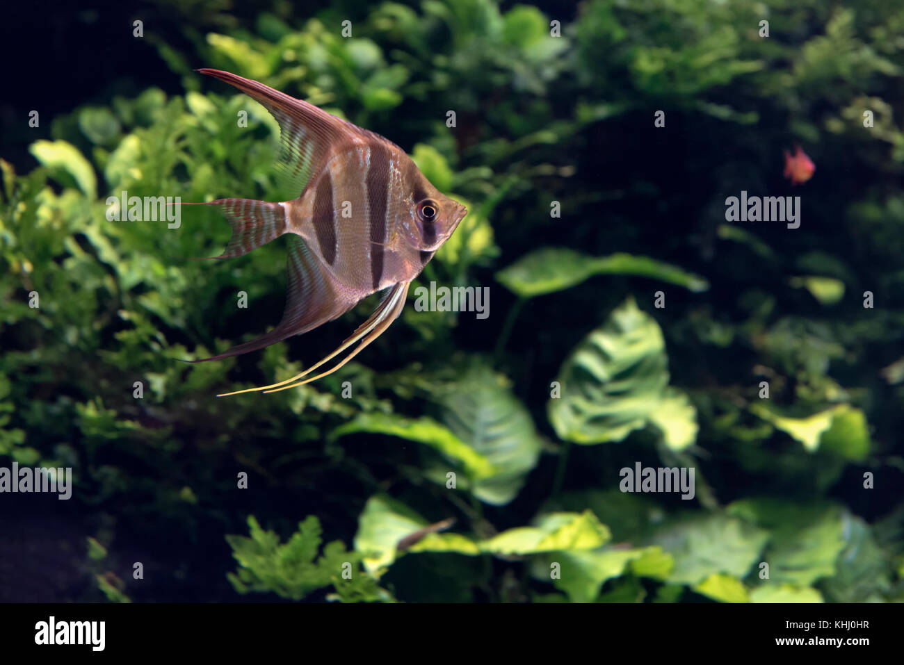 Freshwater angelfish hi-res stock photography and images - Alamy