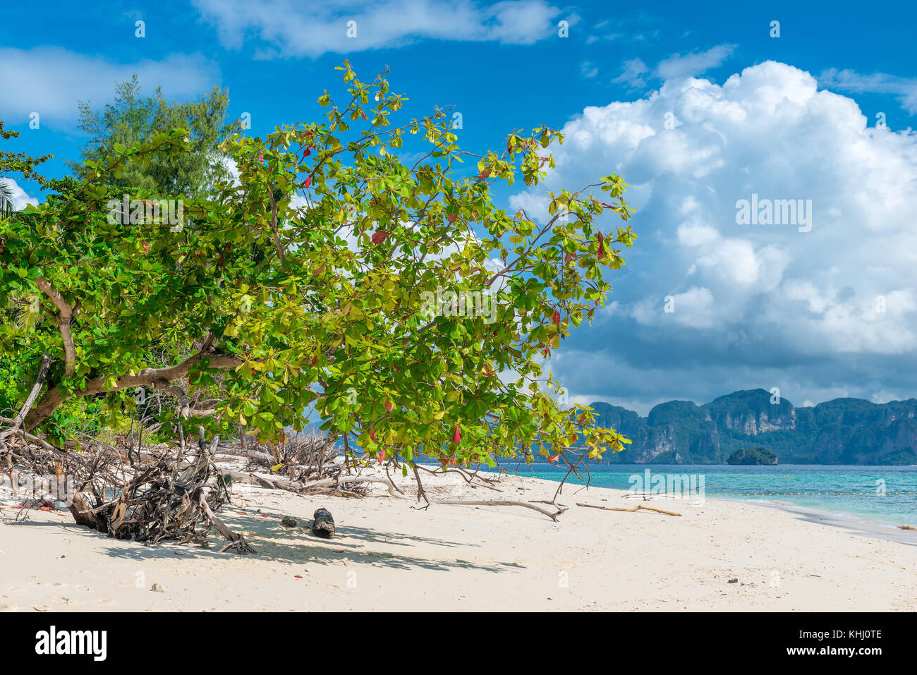 on an empty beach Pod island grows a tree Stock Photo - Alamy