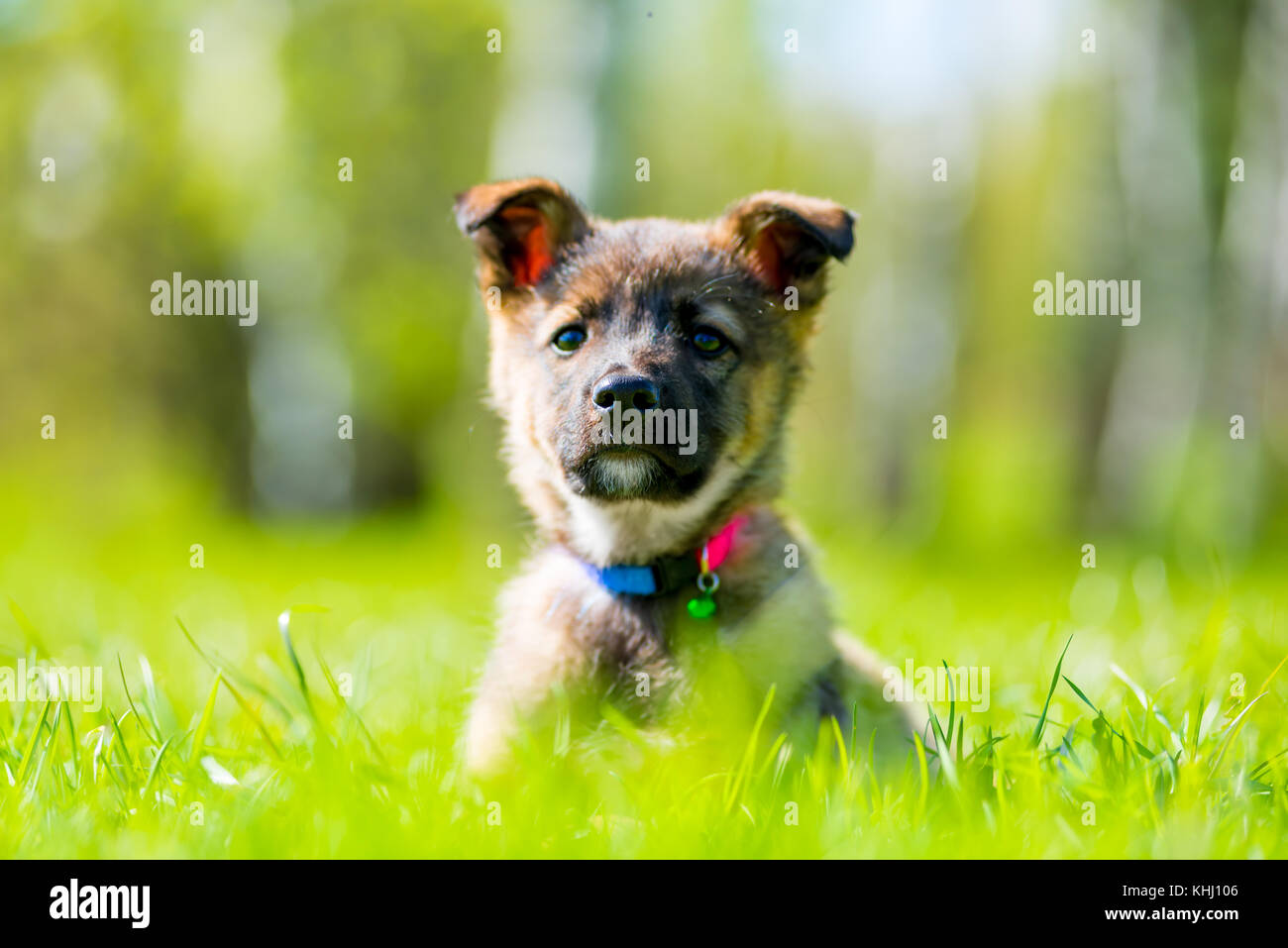 puppy posing sitting in green grass on the lawn Stock Photo - Alamy