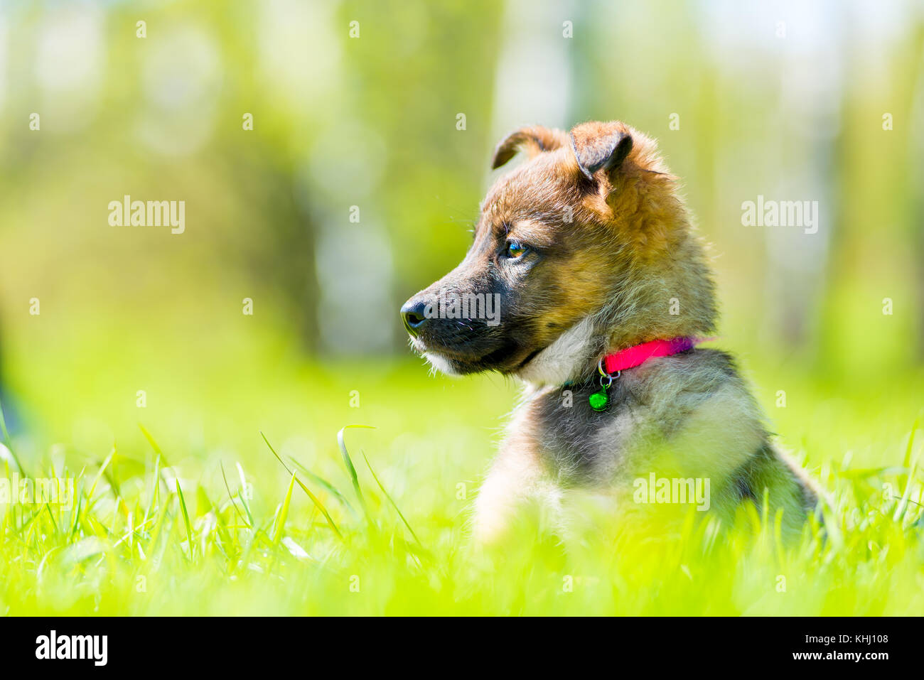 horizontal portrait of a cautious puppy in a park on green grass on a ...