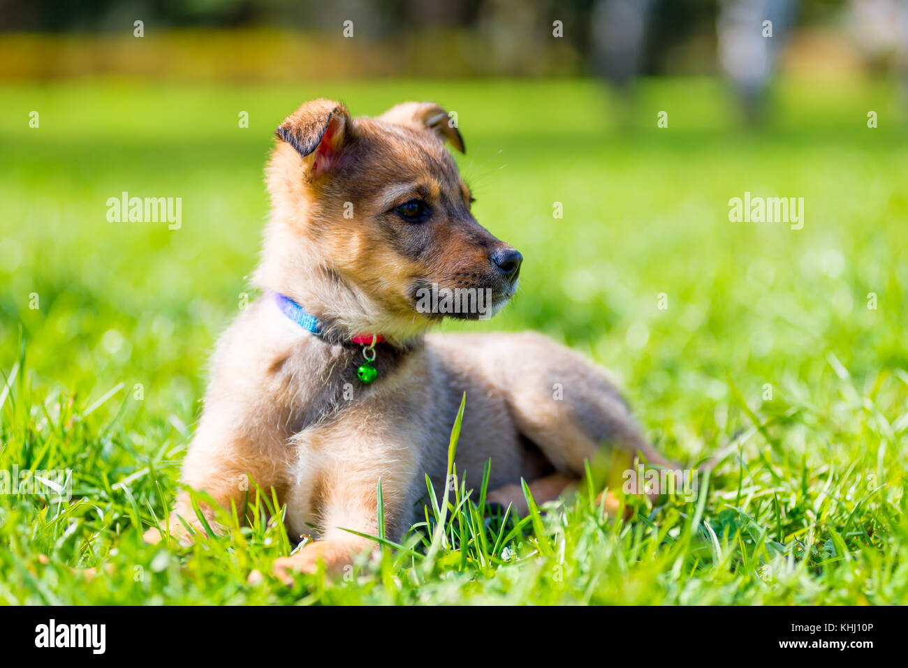 little beautiful puppy posing sitting on grass in park, horizontal ...