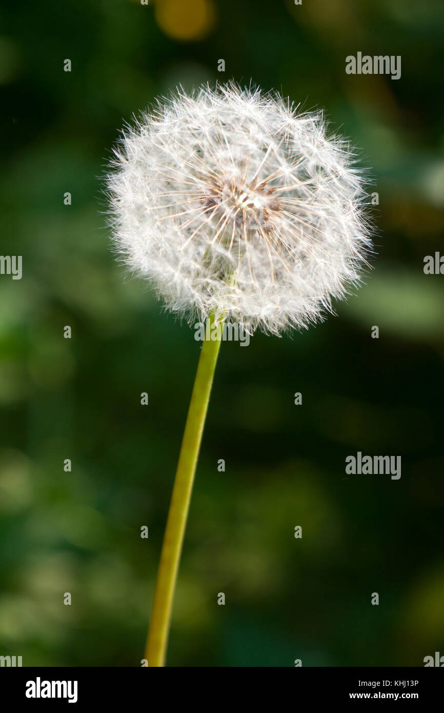 One dandelion on green background Stock Photo - Alamy