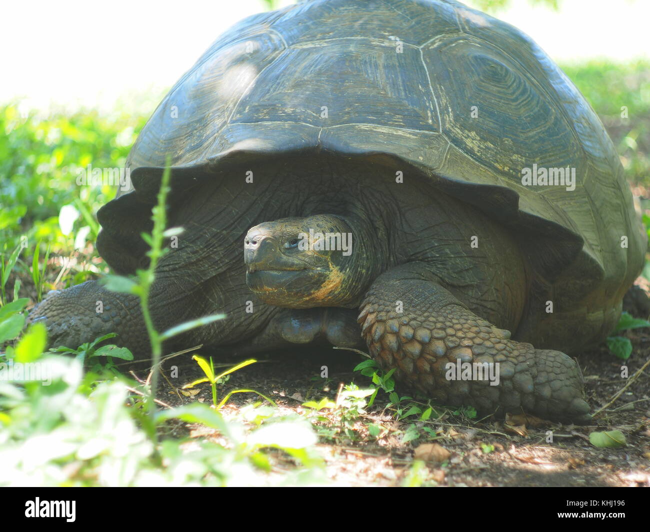 Smiling, smug Galapagos Turtle Stock Photo - Alamy