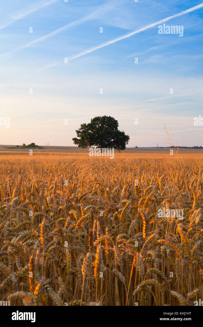 Lonely tree on the corn field at sunset Stock Photo - Alamy