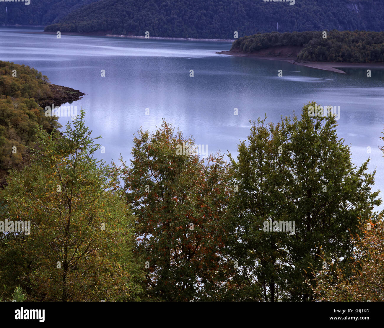 Lake Conguillio surrounded by Beech forest (Nothofagus spp ...