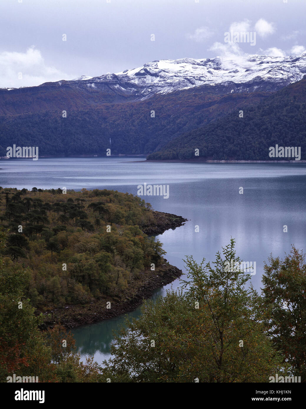 Lake Conguillio surrounded by Beech forest (Nothofagus spp.) and Sierra ...