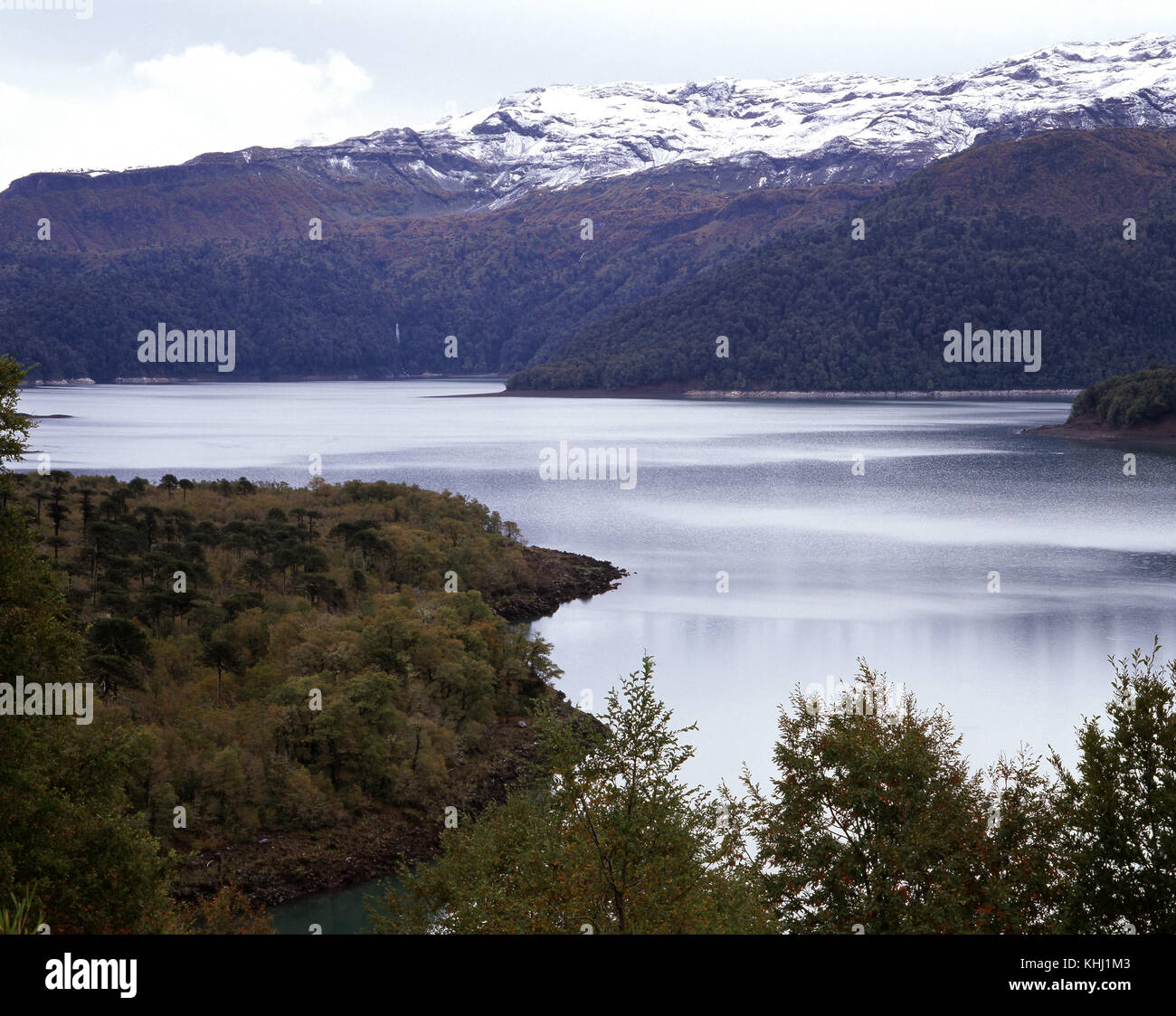 Lake Conguillio surrounded by Beech forest (Nothofagus spp.) and Sierra ...