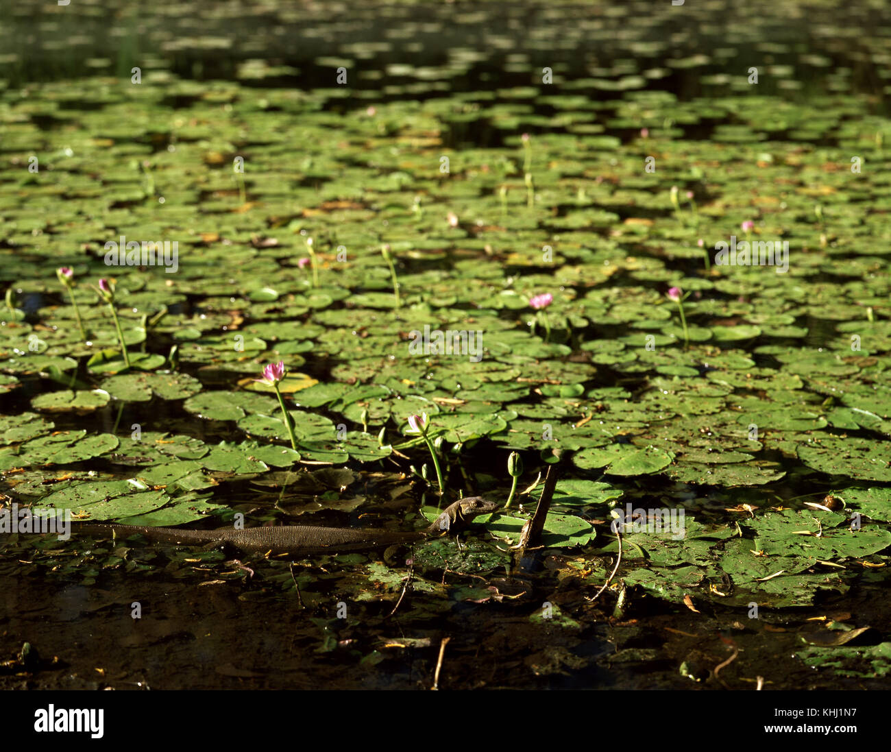 Monitor lizard varanus sp hi-res stock photography and images - Alamy