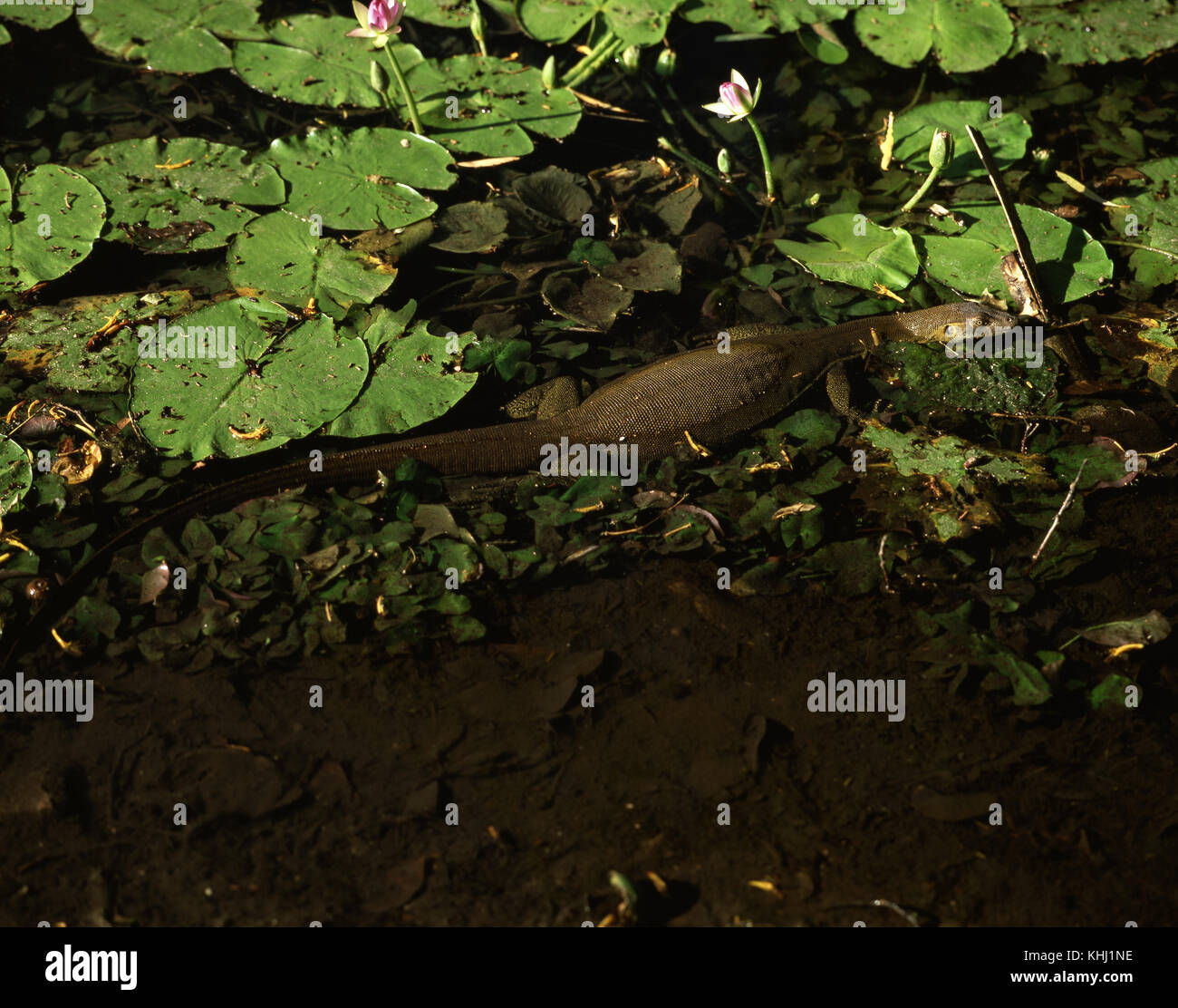 Mertens’ water monitor (Varanus mertensi), swimming amongst waterlilies ...