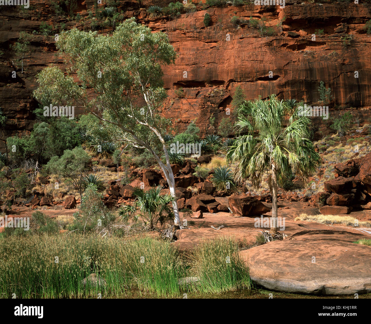 The most rare Australian palm, Red cabbage palm (Livistona mariae ...