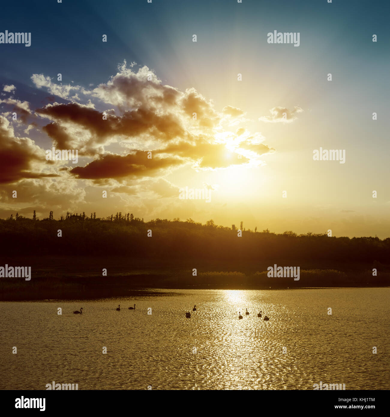 sunset over pond with dark water and swans Stock Photo - Alamy