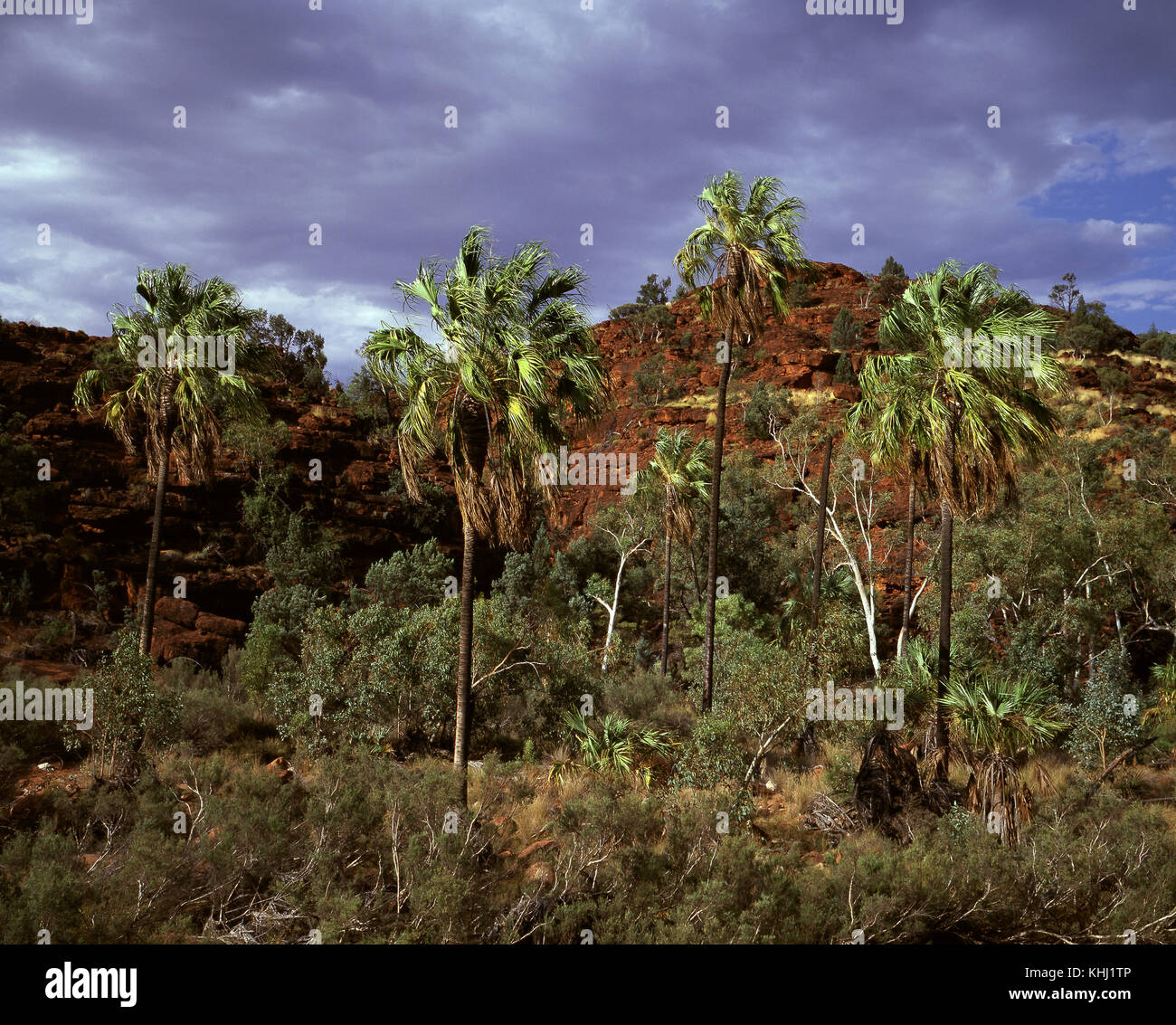 Red cabbage palm (Livistona mariae), Palm Valley (Mpulungkinya), Finke ...
