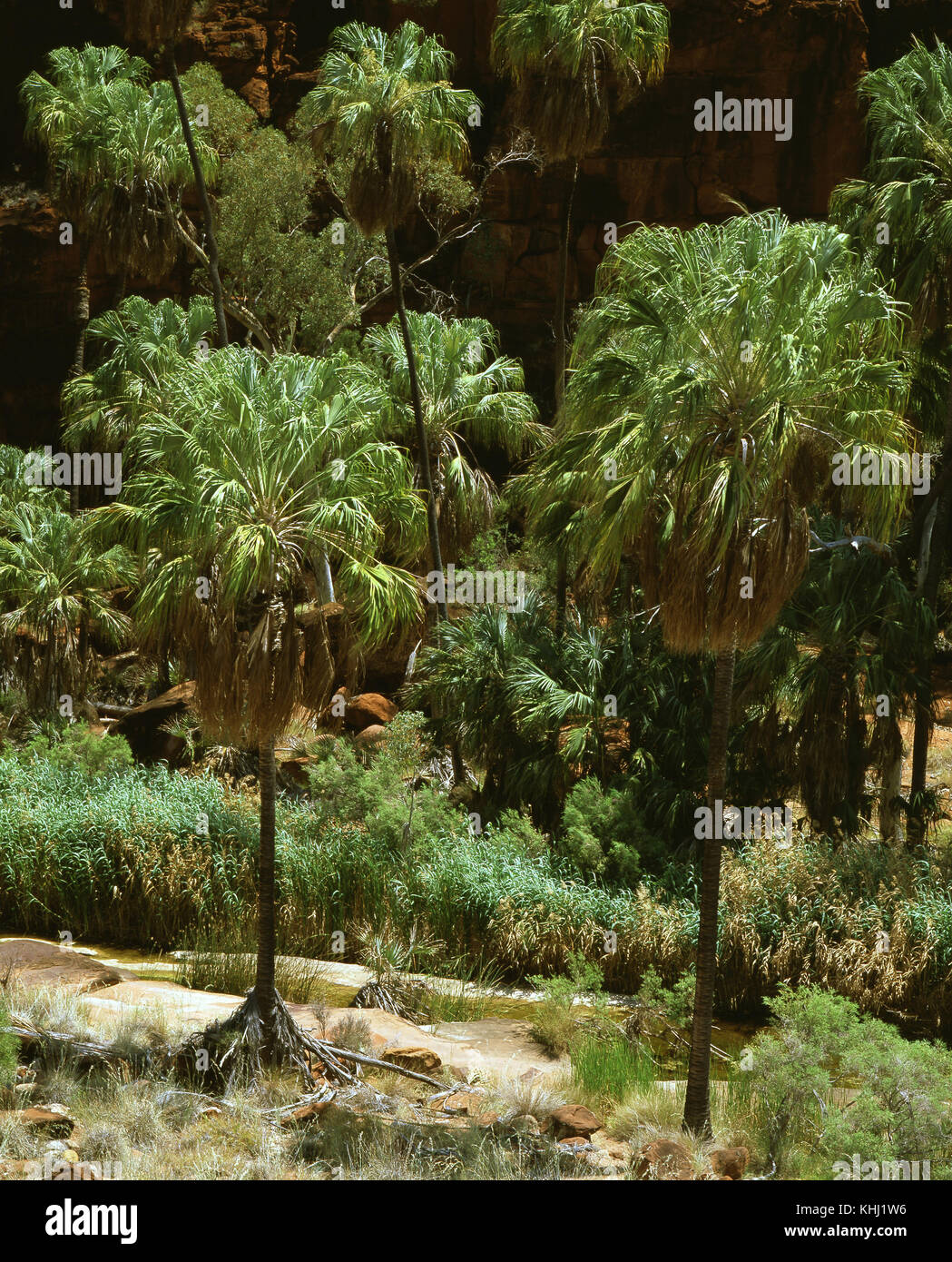 Red cabbage palm (Livistona mariae), Palm Valley (Mpulungkinya), Finke ...