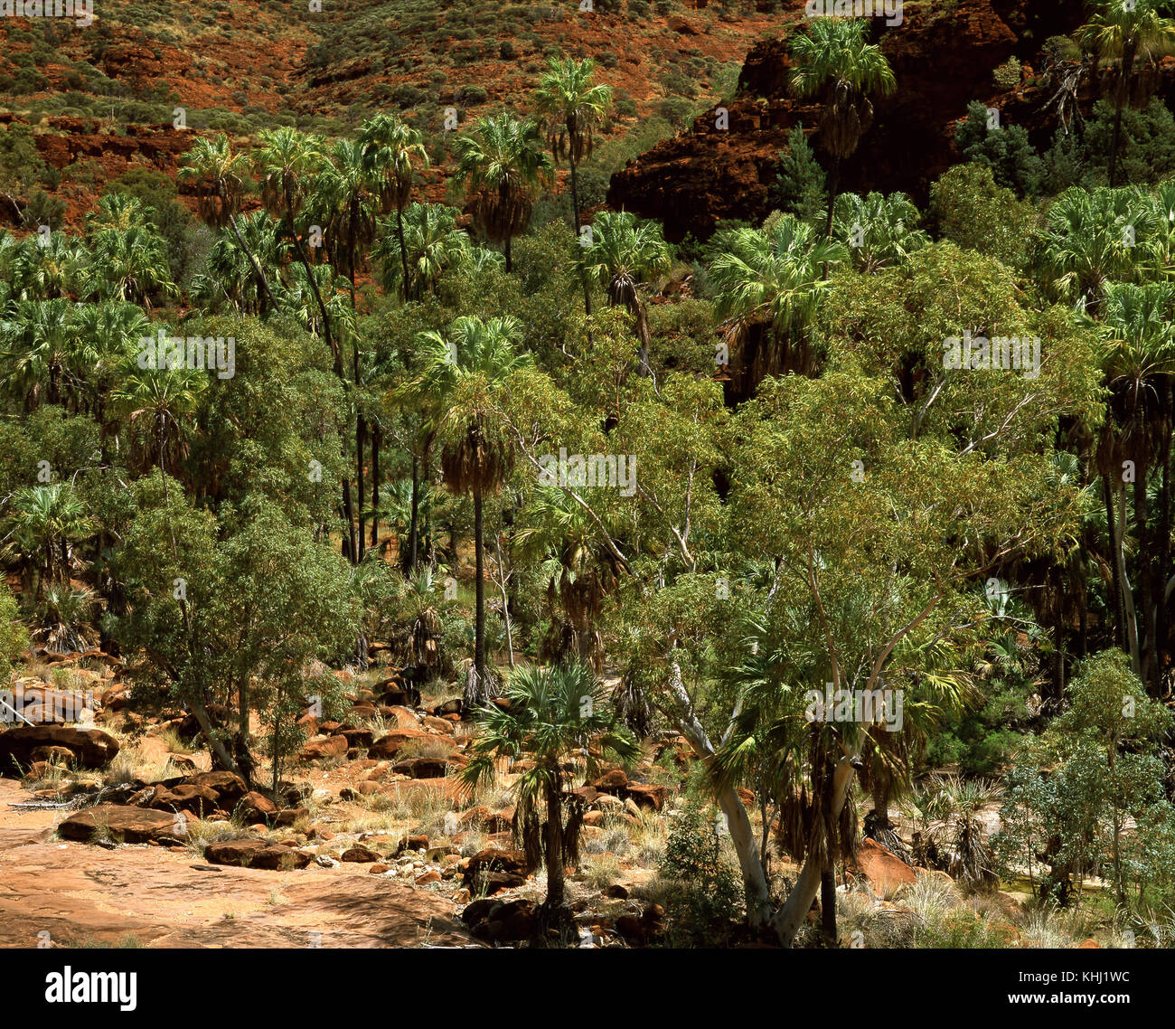 Red cabbage palm (Livistona mariae), Palm Valley (Mpulungkinya), Finke ...