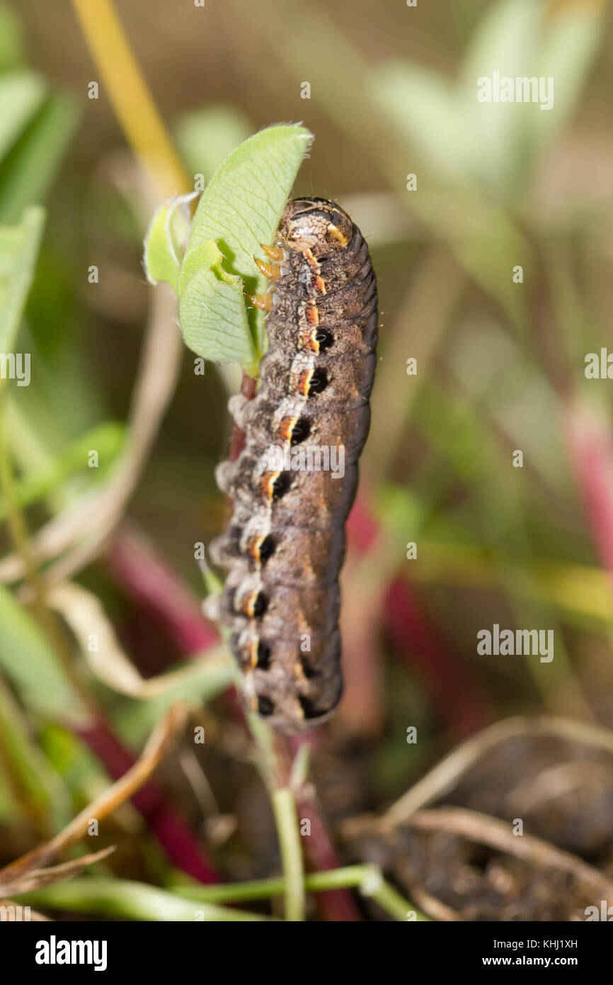 Great brocade dart moth Stock Photo - Alamy