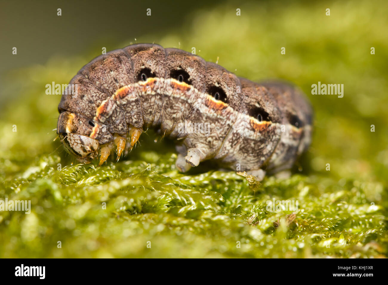 Great brocade dart moth Stock Photo - Alamy