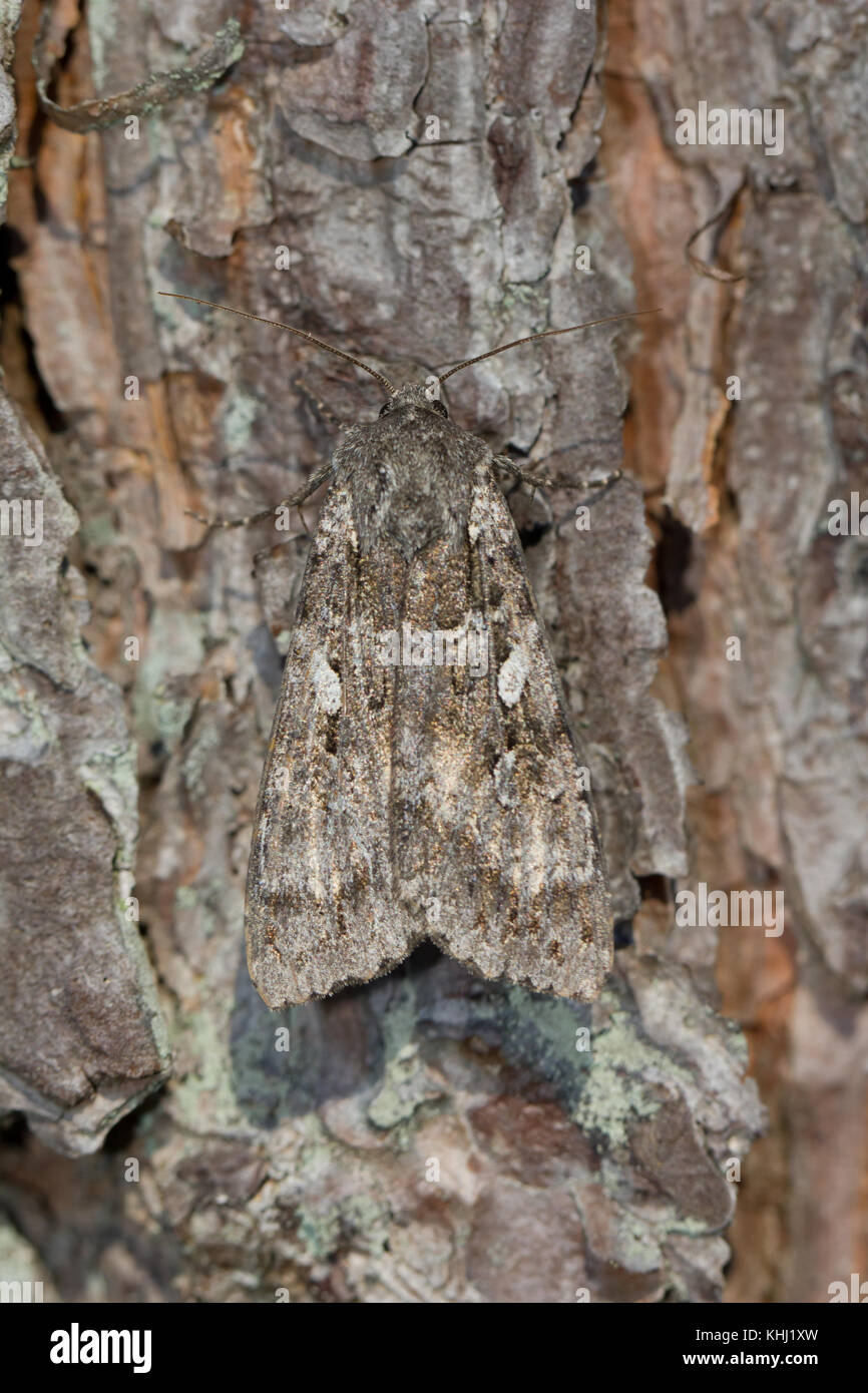 Great brocade dart moth Stock Photo - Alamy