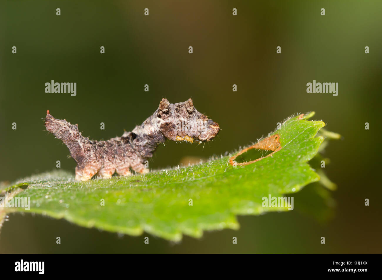 Hook tip caterpillar hi-res stock photography and images - Alamy