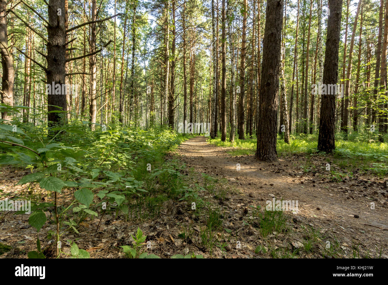 The path in the coniferous forest is covered with fir cones Stock Photo ...