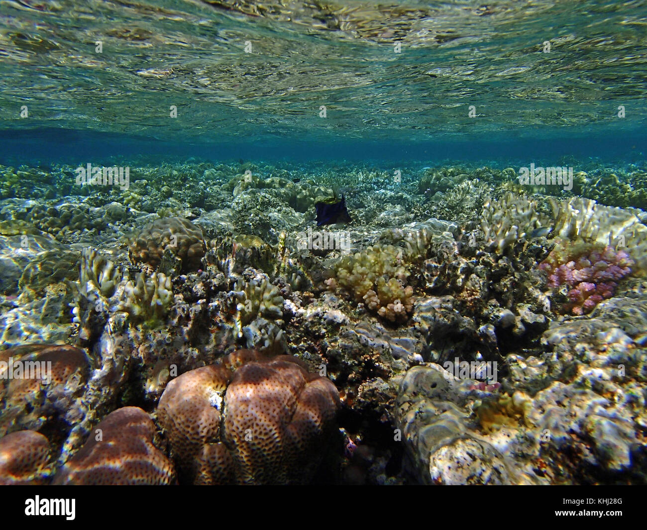 snorkeling in the colorful red sea Stock Photo - Alamy