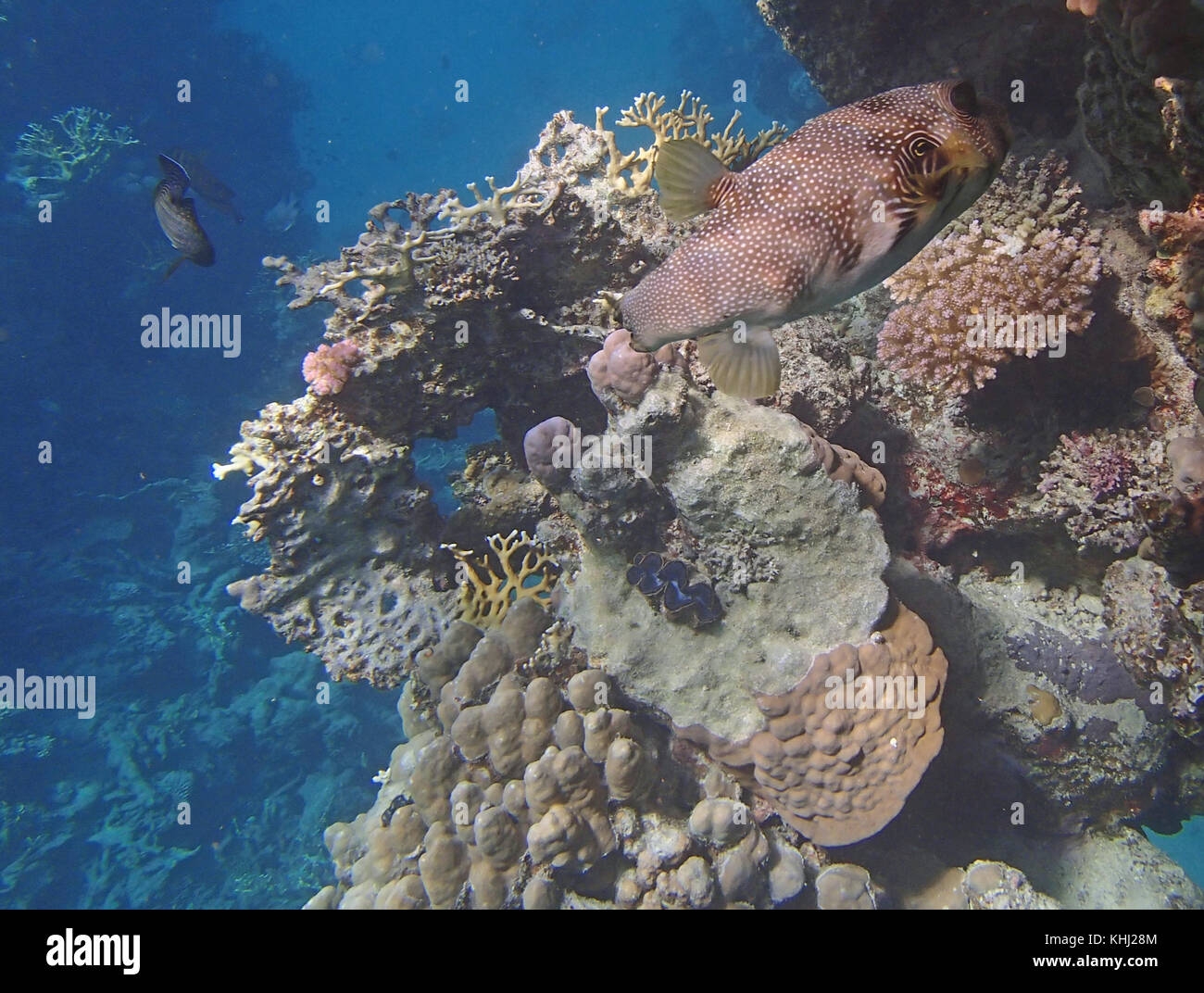 snorkeling in the colorful red sea Stock Photo - Alamy