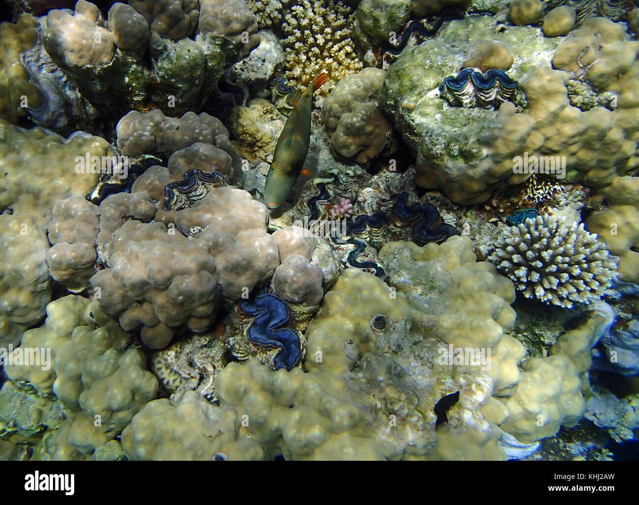 snorkeling adventure in amazing red sea Stock Photo - Alamy
