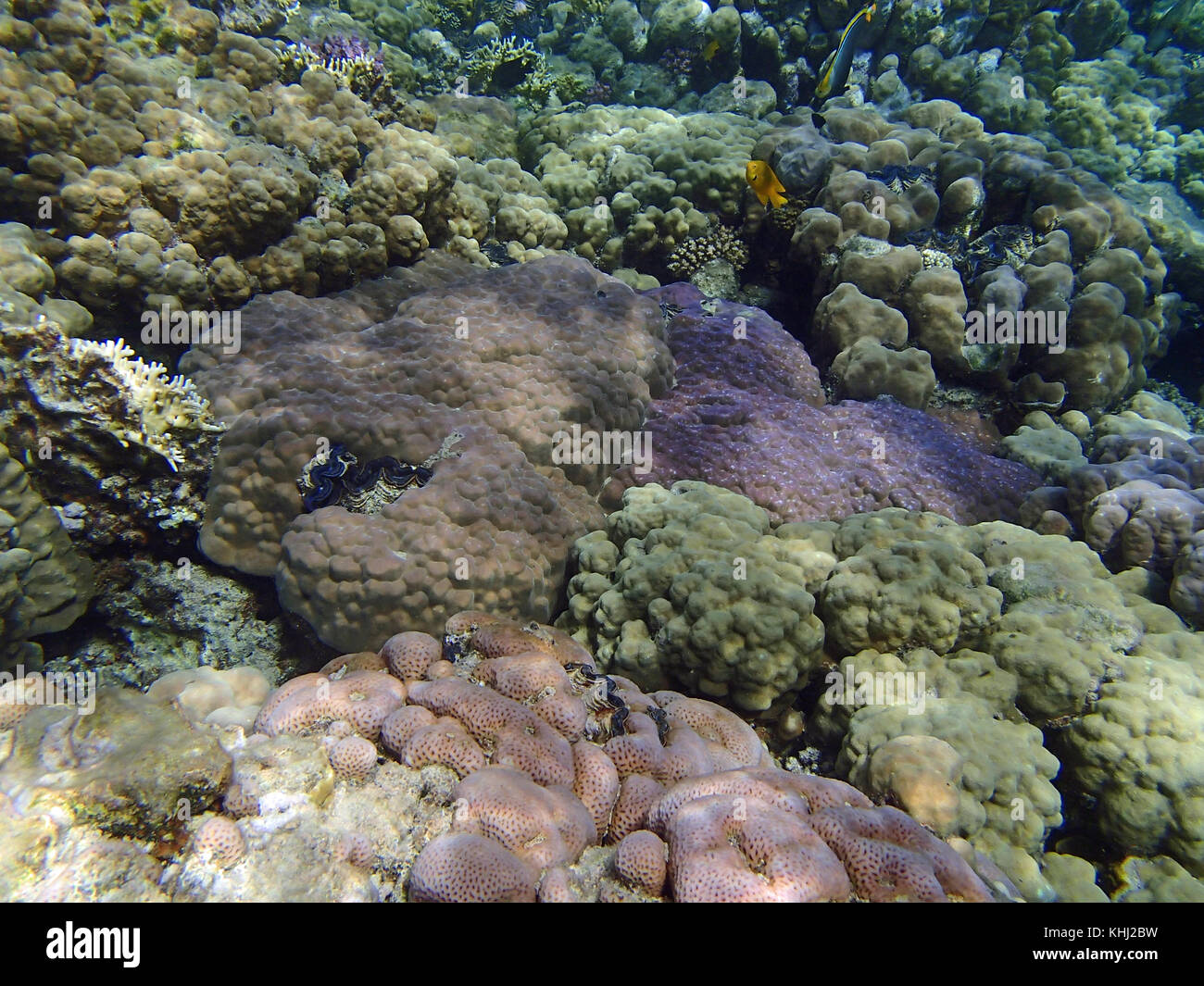 snorkeling adventure in amazing red sea Stock Photo - Alamy