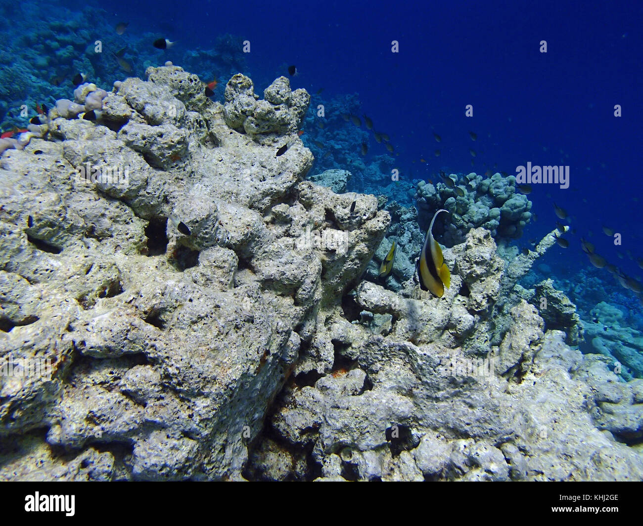 underwater wildlife in the red sea Stock Photo - Alamy