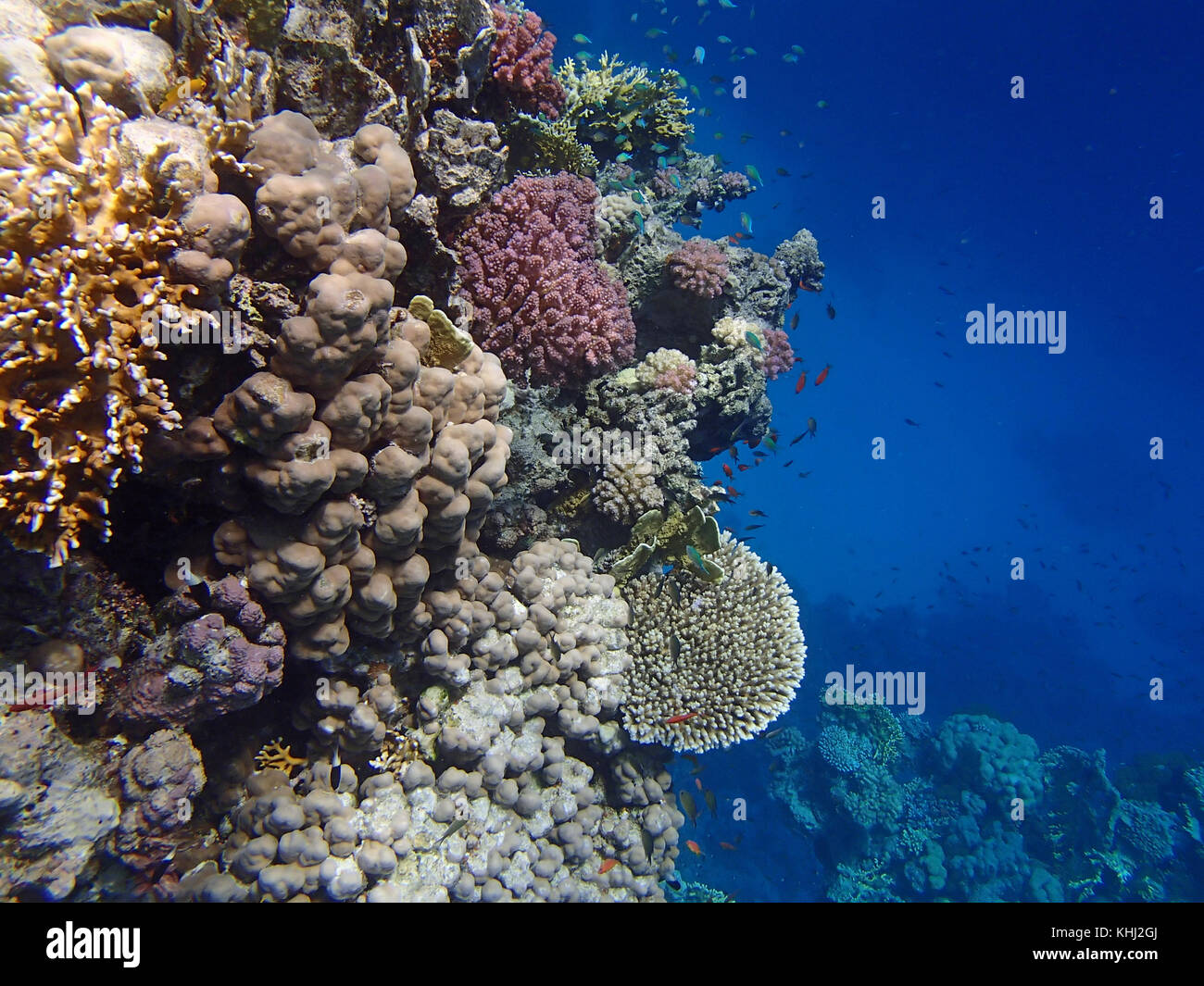 underwater wildlife in the red sea Stock Photo - Alamy
