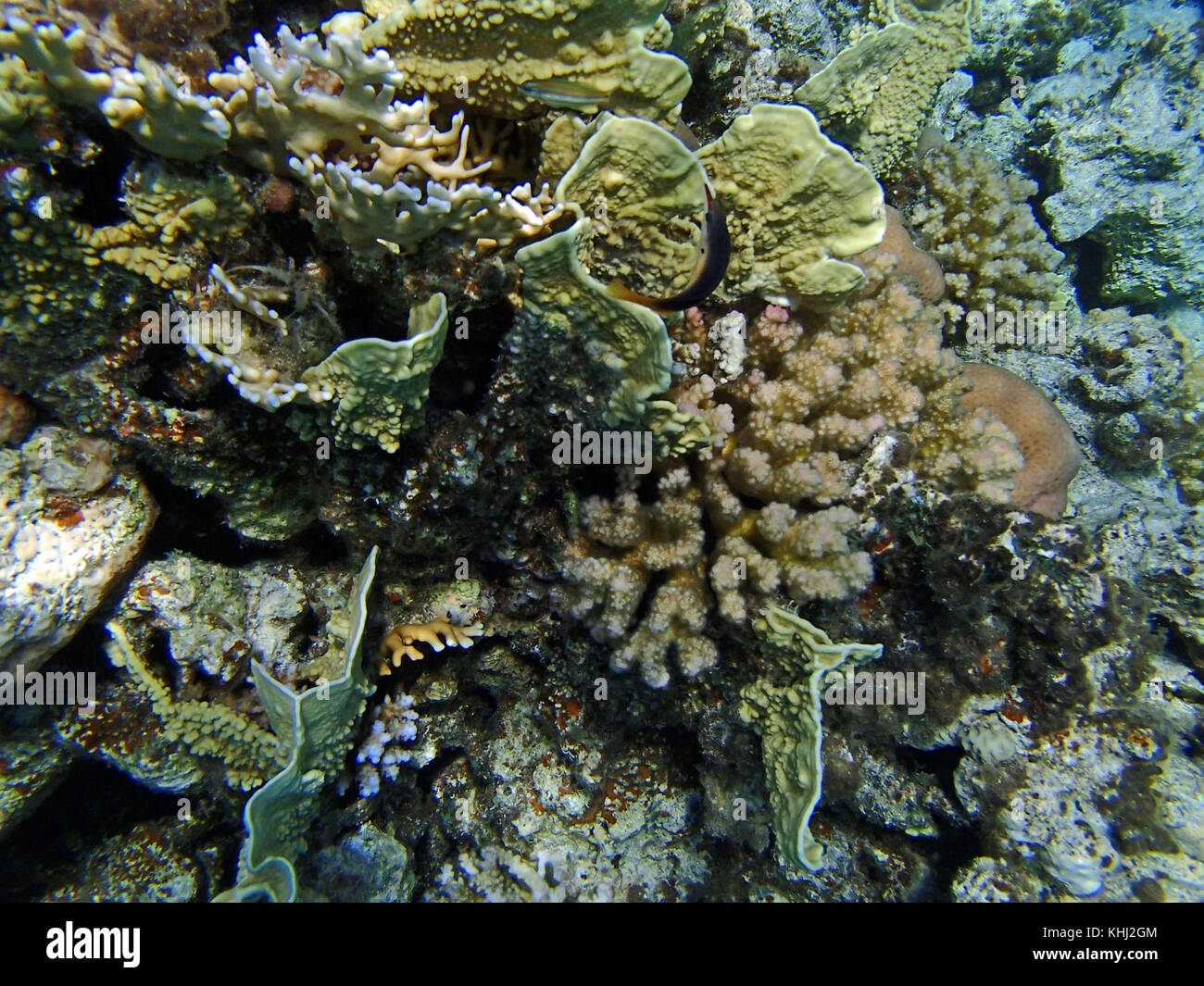 underwater wildlife in the red sea Stock Photo - Alamy