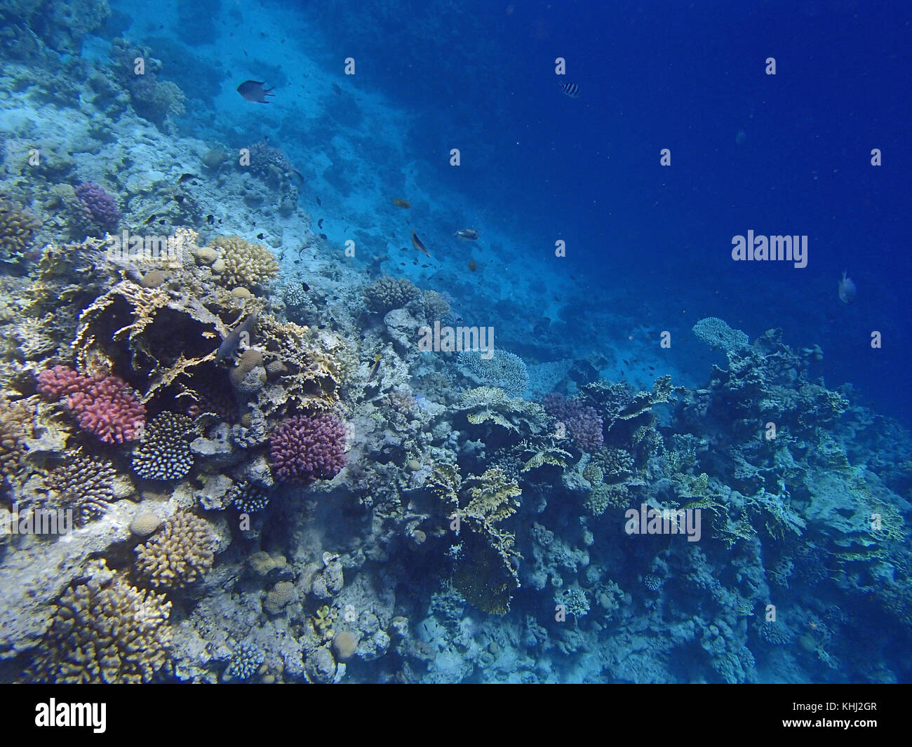 underwater wildlife in the red sea Stock Photo - Alamy