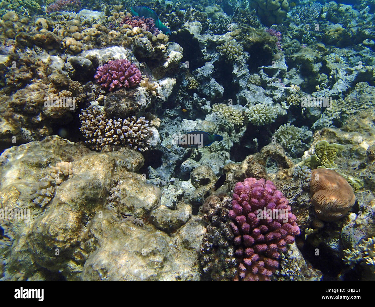 underwater wildlife in the red sea Stock Photo - Alamy