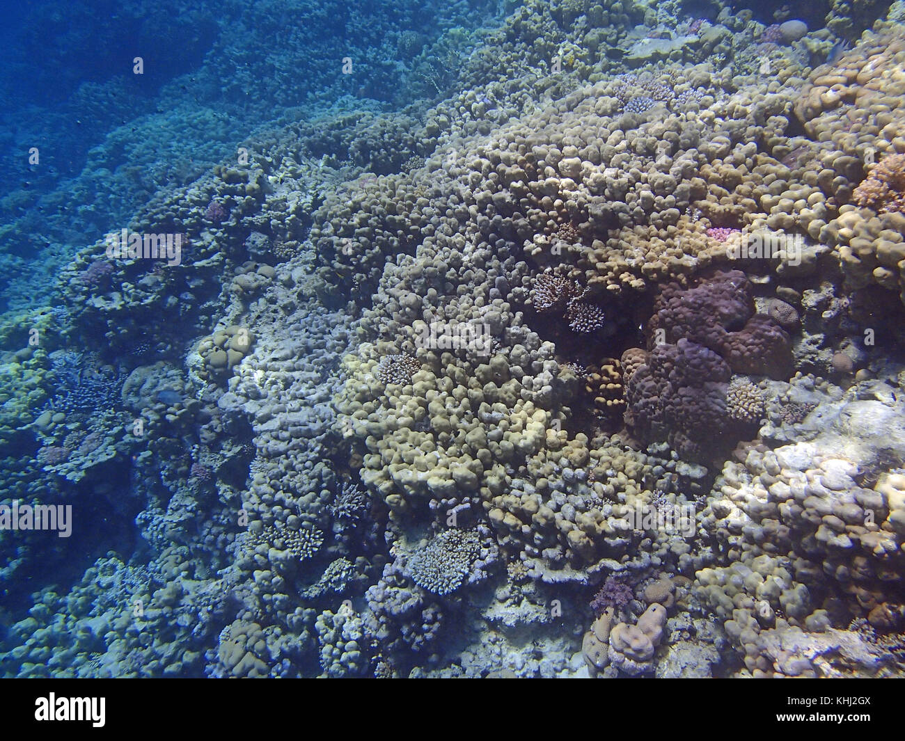 underwater wildlife in the red sea Stock Photo - Alamy