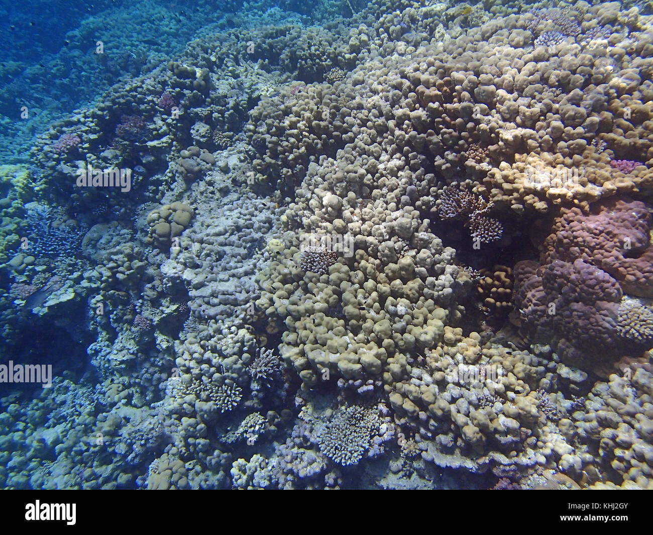 underwater wildlife in the red sea Stock Photo - Alamy