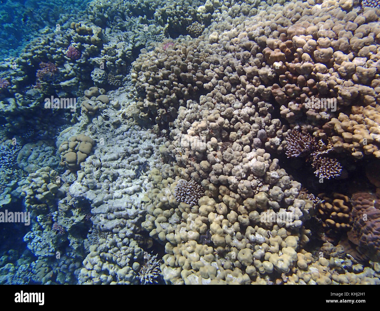 underwater wildlife in the red sea Stock Photo - Alamy