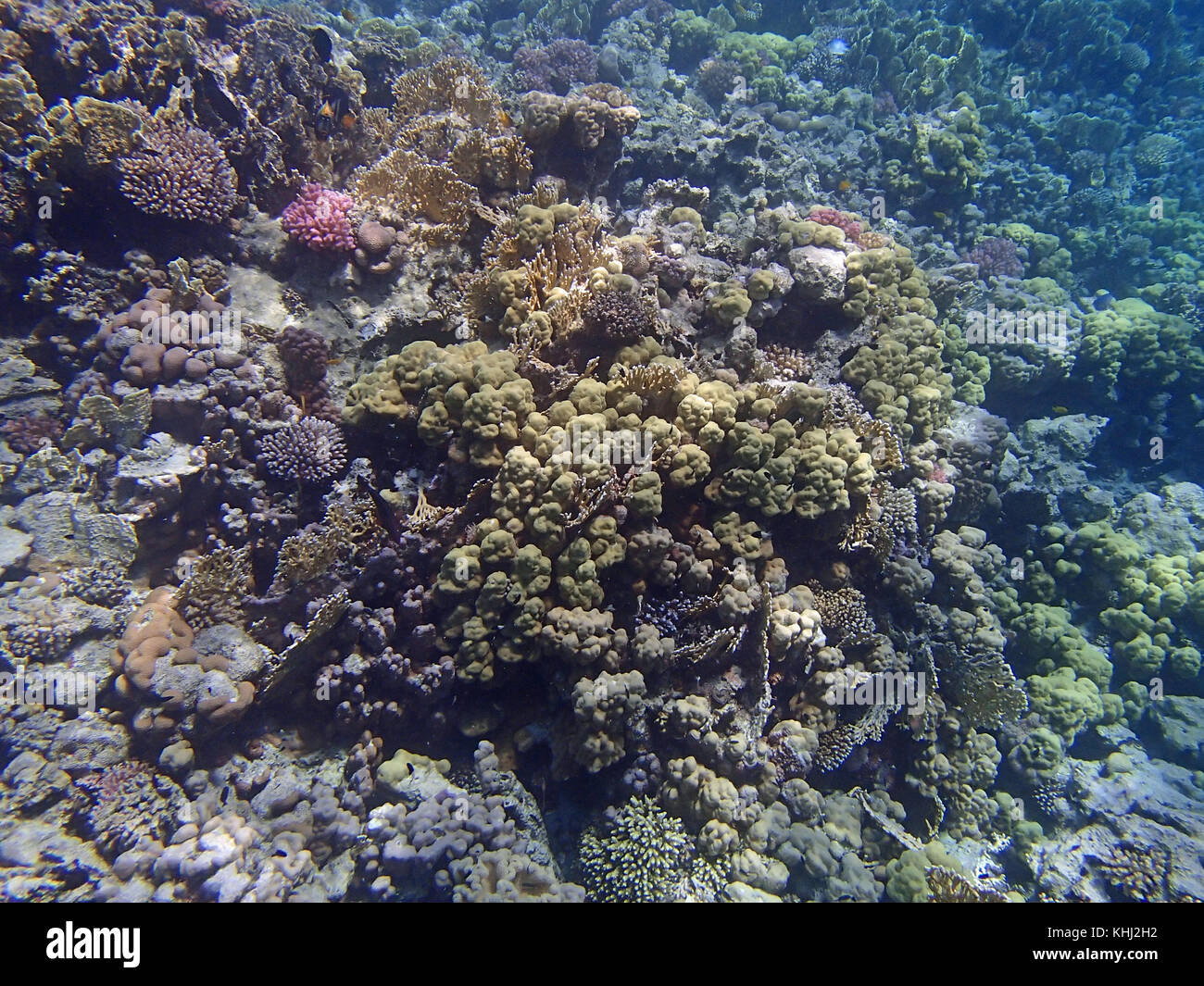 underwater wildlife in the red sea Stock Photo - Alamy