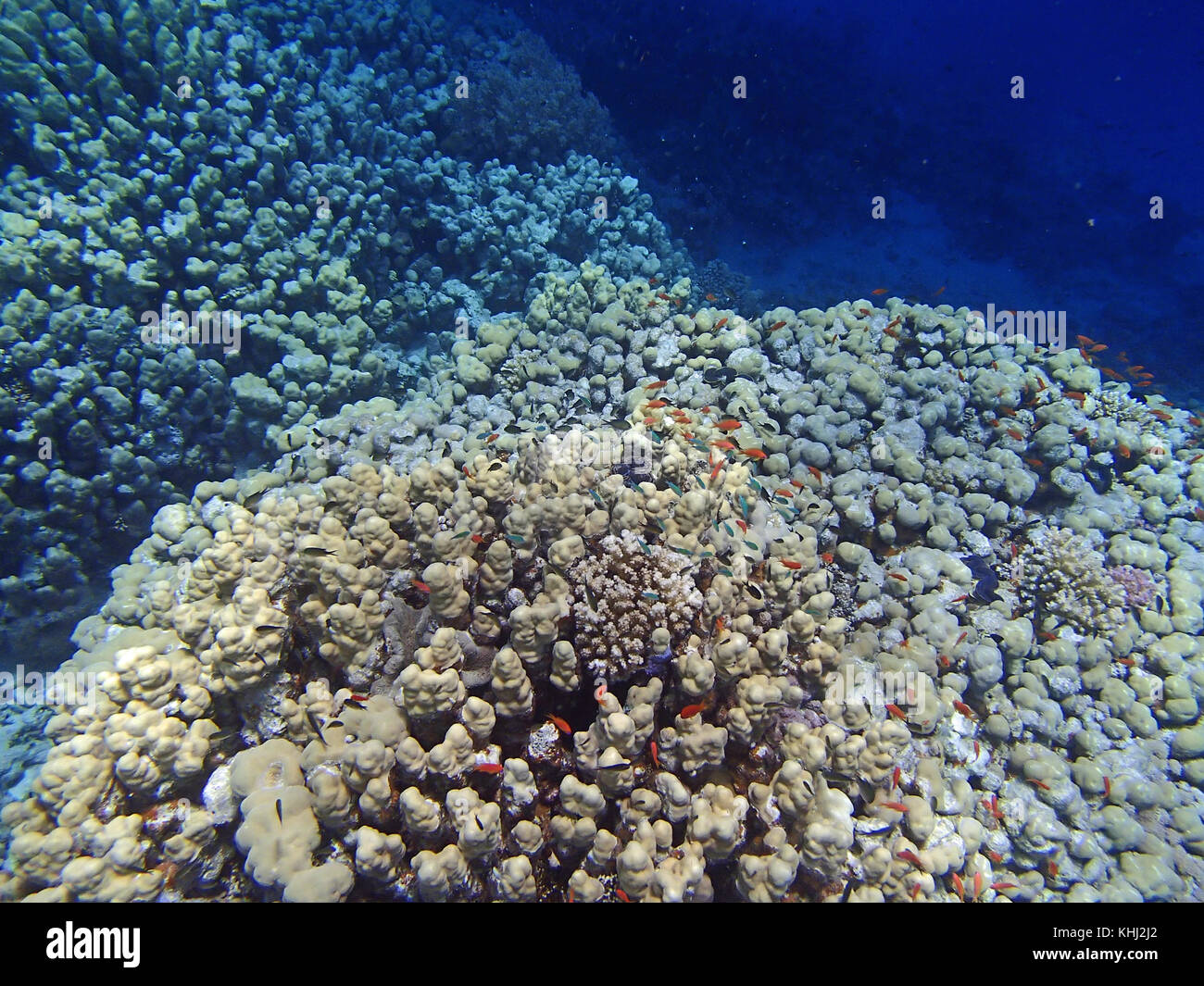 underwater wildlife in the red sea Stock Photo - Alamy