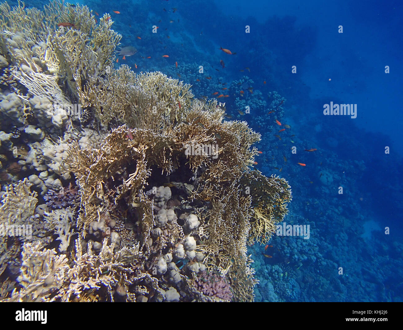 underwater wildlife in the red sea Stock Photo - Alamy