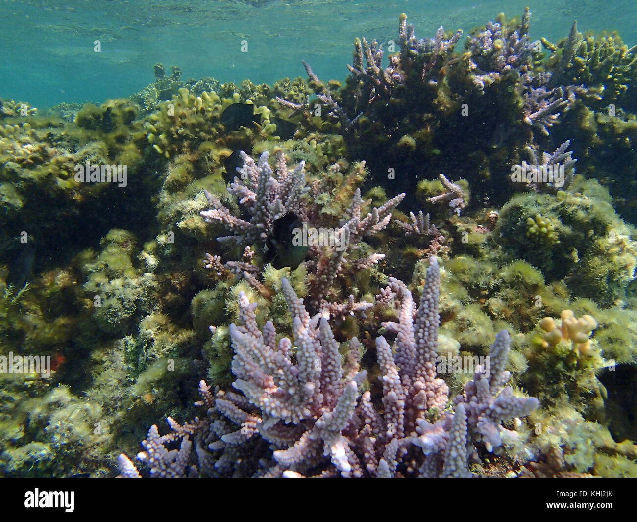 underwater wildlife in the red sea Stock Photo - Alamy