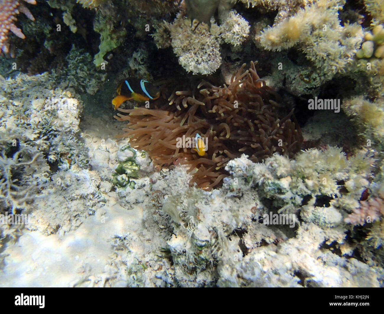 underwater wildlife in the red sea Stock Photo - Alamy
