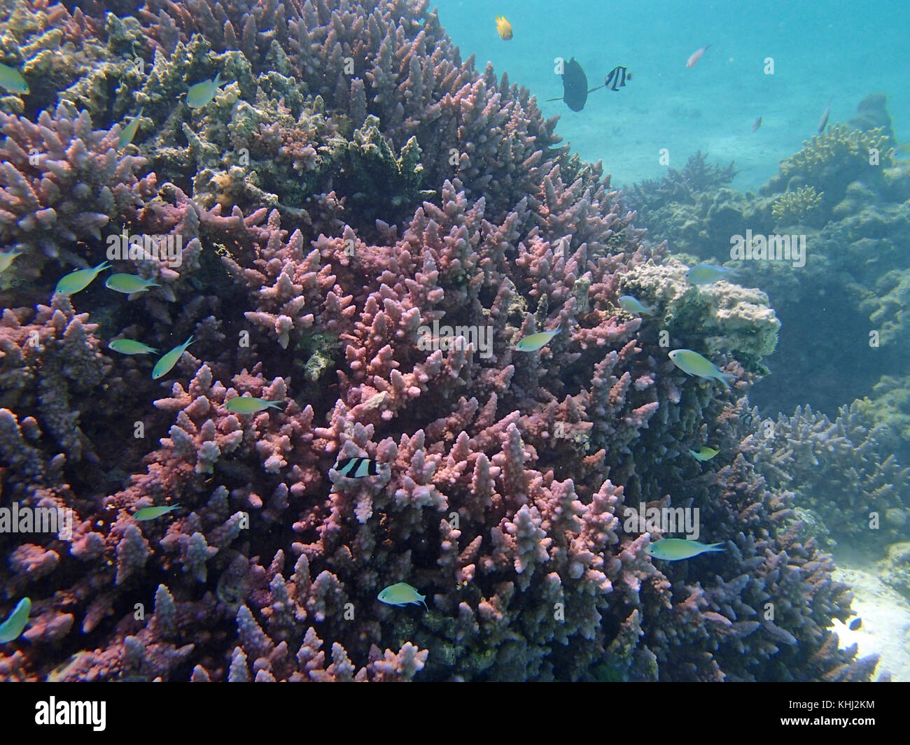 underwater wildlife in the red sea Stock Photo - Alamy