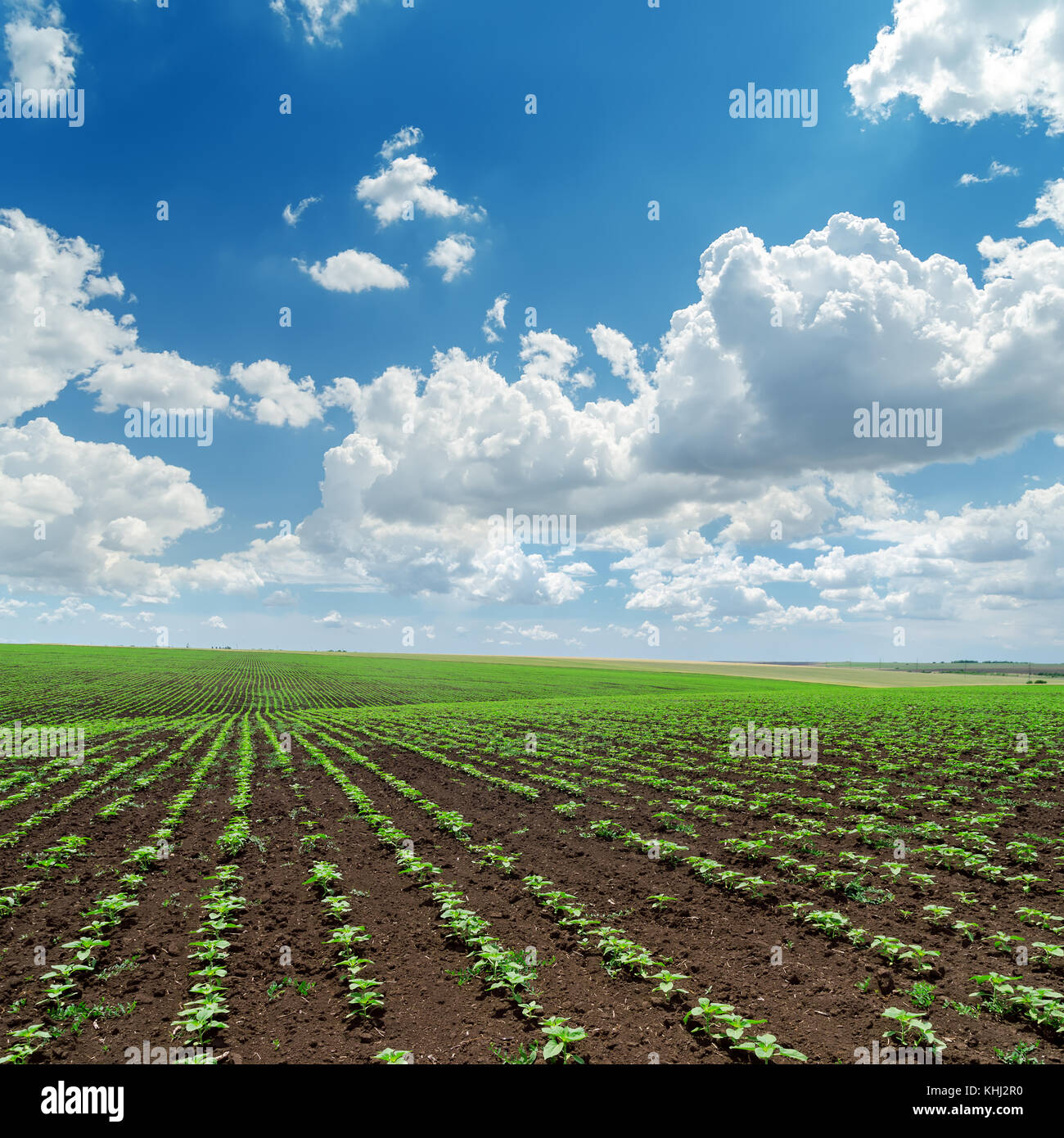 clouds in blue sky over field with sunflowers Stock Photo - Alamy